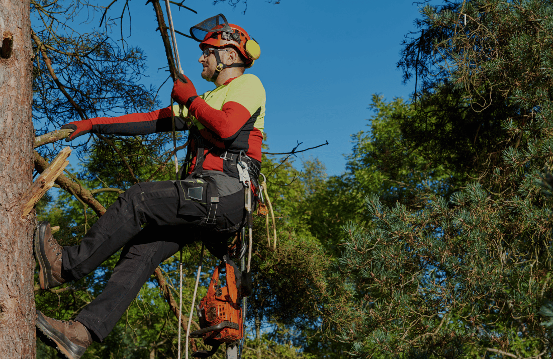 Home - Ace Tree Service